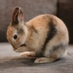 How to Draw Chibi Animals: A Step-by-Step Guide for Beginners