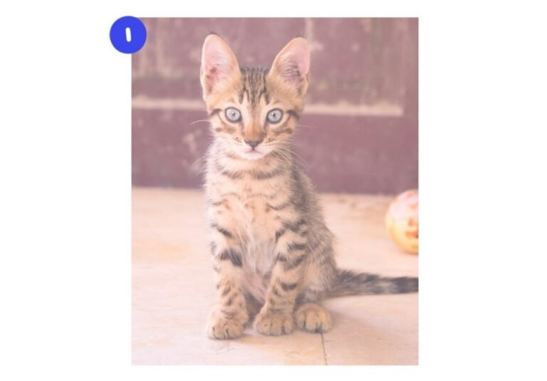 How to Draw Chibi Animals: A Step-by-Step Guide for Beginners